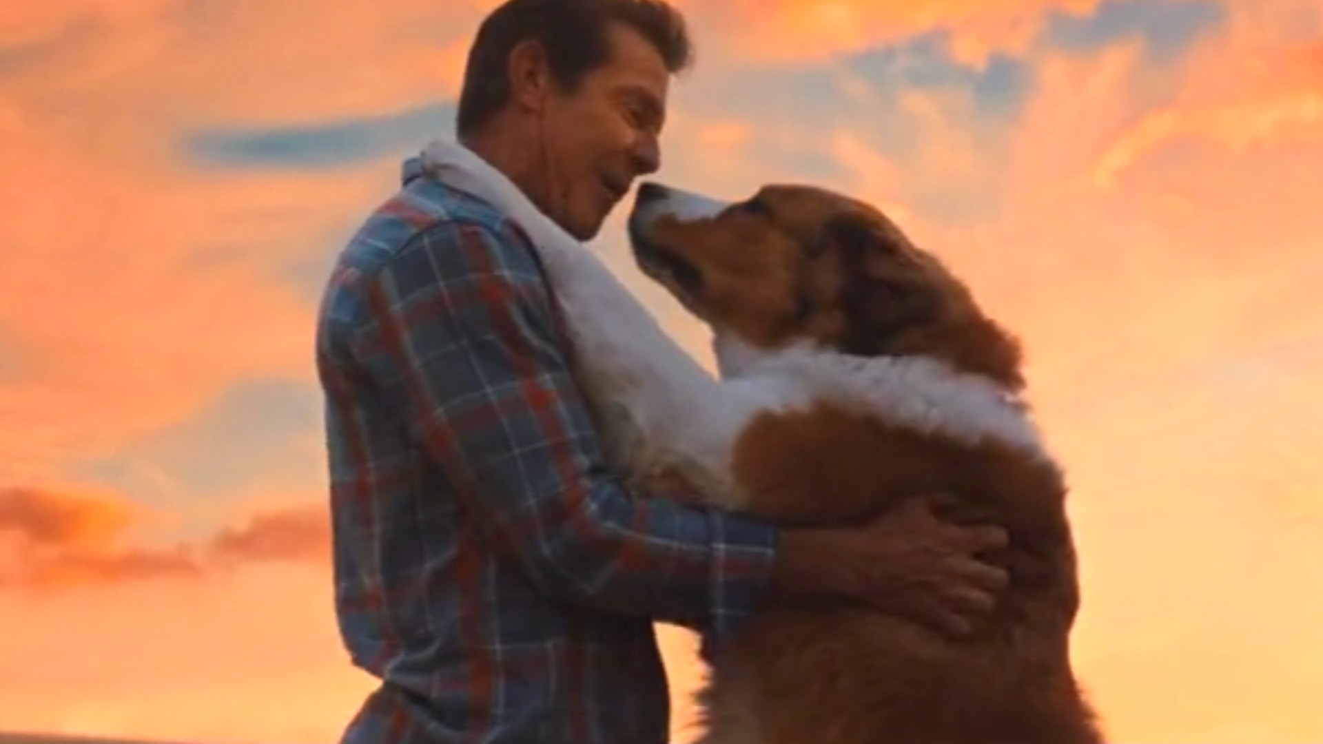 A Dog's Journey - Rotten Tomatoes