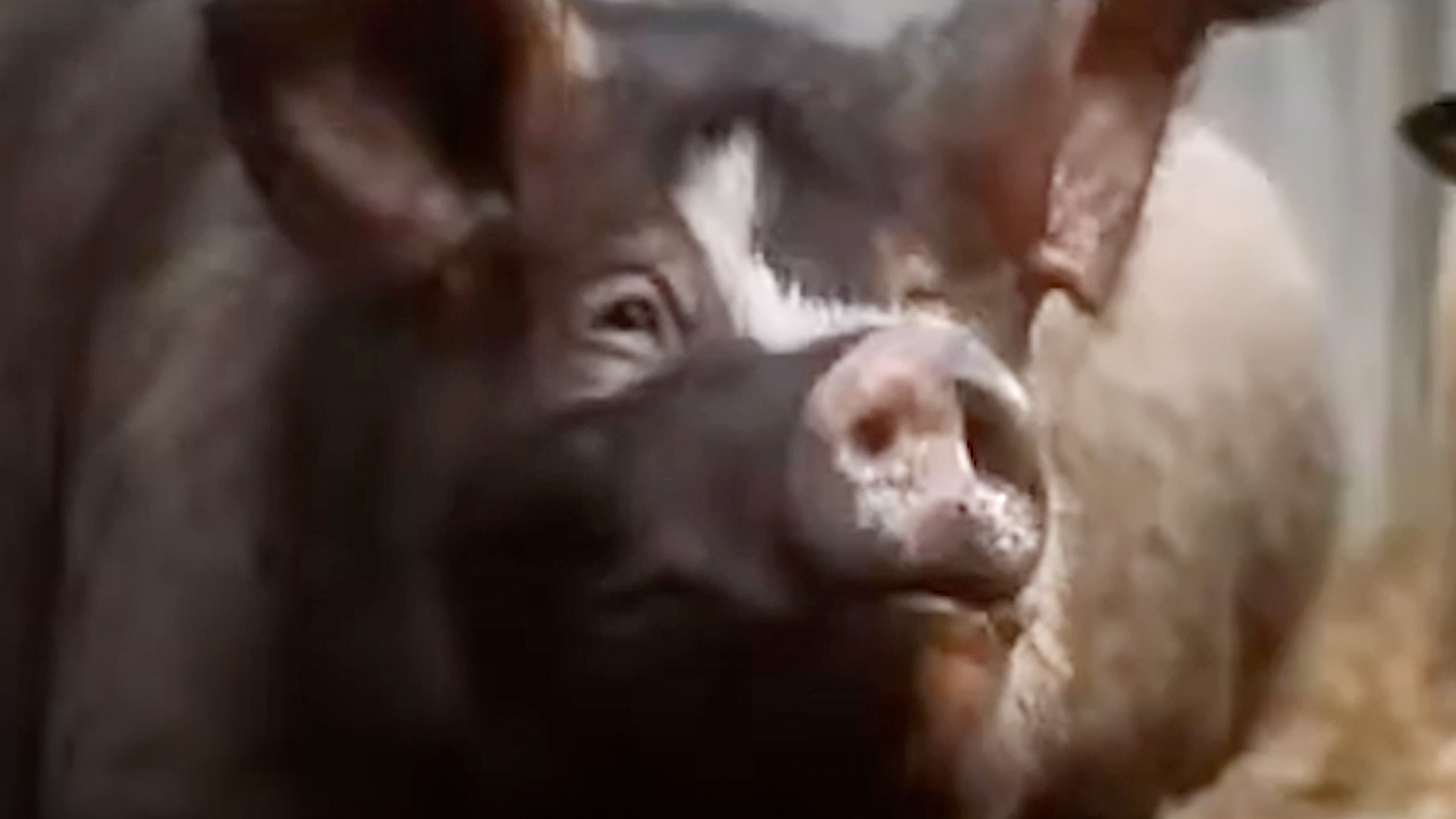 Animal Farm Movie 1999